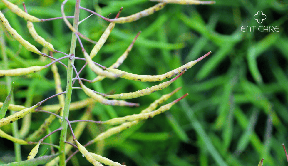 Alternaria Tenuis Sensitivity: Causes, Symptoms & Treatment Options