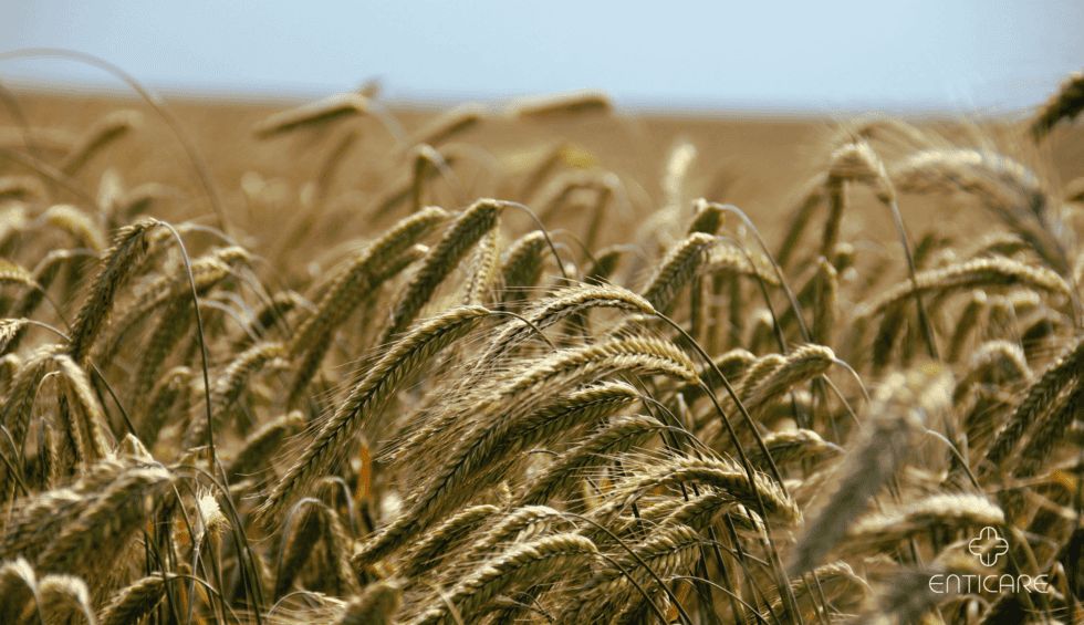 Spotting a Rye Allergy: Symptoms, Causes, & Foods to Avoid