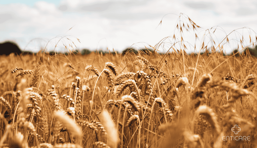 The Truth About Whole Wheat Allergy